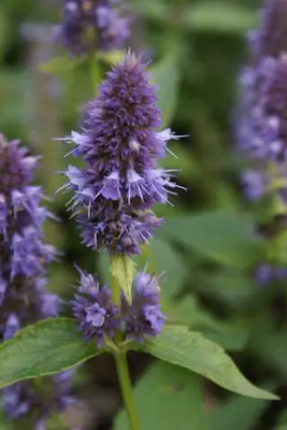 Agastache 'Blue Fortune' - Kwekerij de Hessenhof