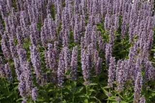 Agastache 'Blue Fortune' - Kwekerij de Hessenhof