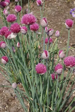 Allium schoenoprasum 'Forescate' - Nursery De Hessenhof