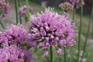 Redirecting to https://hessenhof.nl/plants/allium-senescens-lisa-blue ...