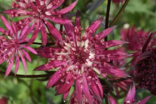 Astrantia major 'Ruby Star' - Kwekerij de Hessenhof