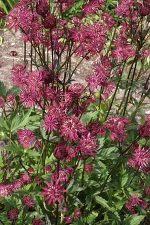 Astrantia major 'Ruby Star' - Kwekerij de Hessenhof