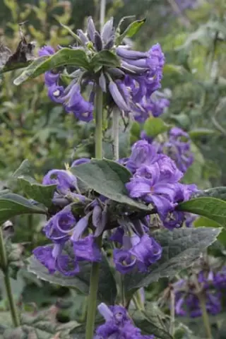 Redirecting to https://hessenhof.nl/plants/clematis-heracleifolia ...