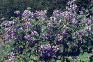 Redirecting to https://hessenhof.nl/plants/clematis-heracleifolia ...