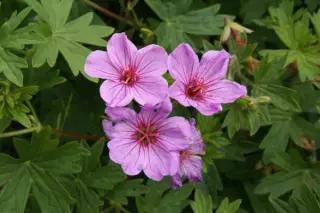 Geranium 'Light Dilys' - Kwekerij de Hessenhof