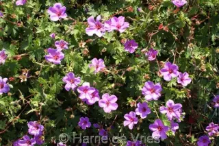 Geranium 'Light Dilys' - Kwekerij de Hessenhof