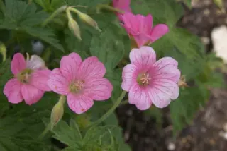Geranium x oxonianum 'Wageningen' - Kwekerij de Hessenhof
