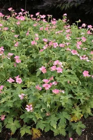 Redirecting to https://hessenhof.nl/plants/geranium-x-oxonianum ...