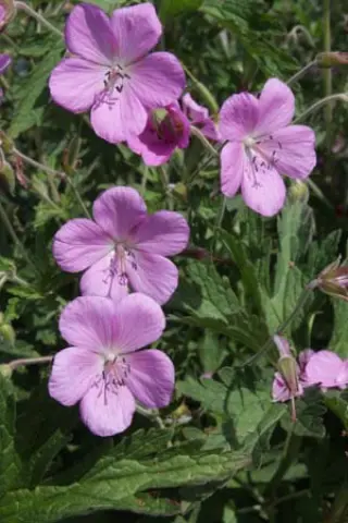 Geranium pratense 'Elizabeth Yeo' - Nursery De Hessenhof