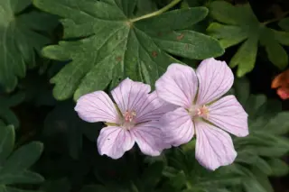 Geranium sanguineum 'Pink Pouffe' - Kwekerij de Hessenhof