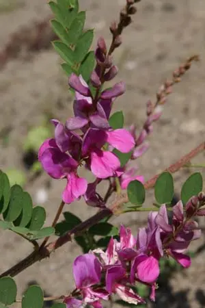 Indigofera splendens - Kwekerij de Hessenhof