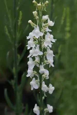 Linaria purpurea 'Springside White' - Kwekerij de Hessenhof