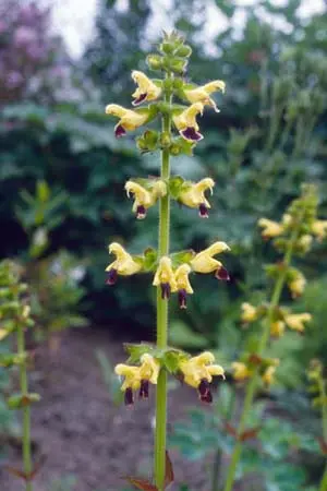 Redirecting to https://hessenhof.nl/plants/salvia-bulleyana-salbul